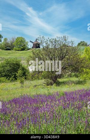Summer blossoming wild purple Salvia flowers (known as meadow clary or ...