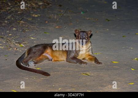 Fossa in the night Stock Photo - Alamy