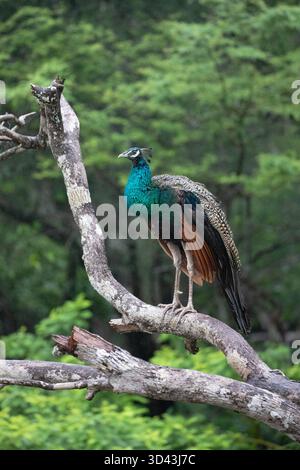 Beautiful portrait of a male peacock perched on a low branch tree Stock ...