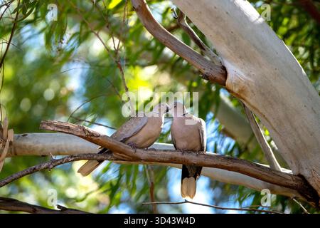 Beautiful, loving collared doves during their breeding season Stock ...