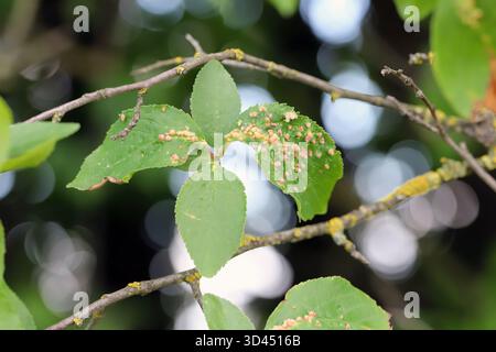 Galls on leaves developed by gall mites of Eriophyidae family. Damage ...