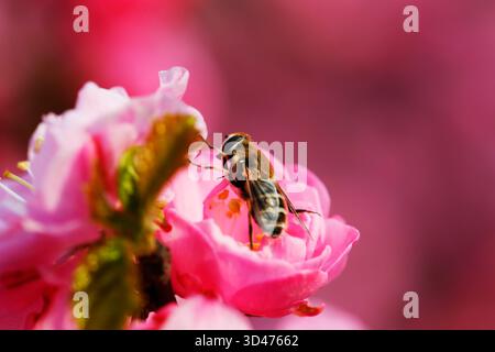 Bees, parasitic insects, outdoor photography, special parasitic ...