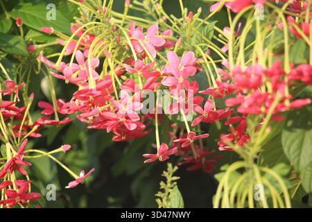 Ceguk flower (Combretum indicum) is a shrub with creeping or elongated ...