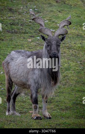 Bukharan markhor (Capra falconeri heptneri), also known as the Turkomen ...