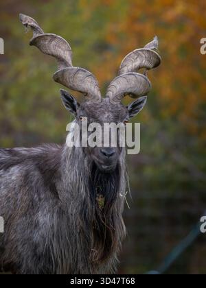 Bukharan markhor (Capra falconeri heptneri), also known as the Turkomen ...