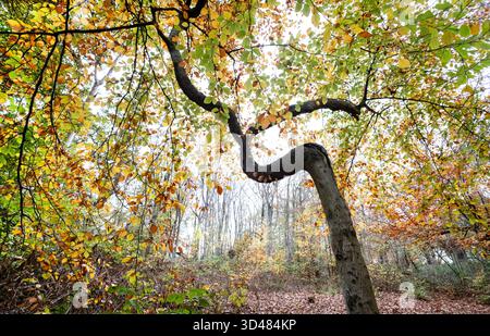 The glorious colours of Autumn on an old twisted Beech tree in Woodland ...