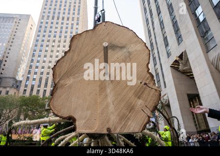 Workers install the Rockefeller Center Christmas Tree after its arrival ...