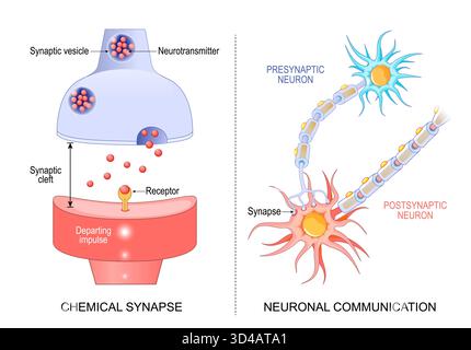 Synaptic transmission. Neurotransmission. Nerve impulse transition from ...