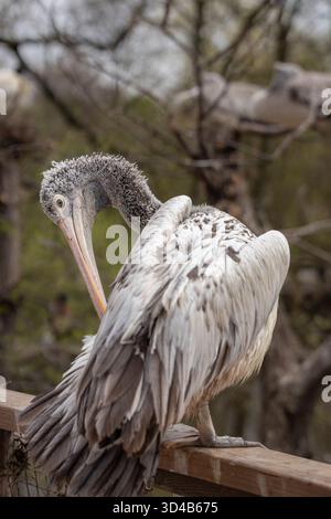 Beautiful pelican in zoological garden Stock Photo - Alamy