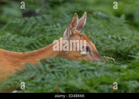 White-tailed Deer flagging her tail (Odocoileus virginianus Stock Photo ...