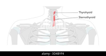 Neck muscle chart, infrahyoid sternohyoid, sternothyroid, thyrohyoid ...