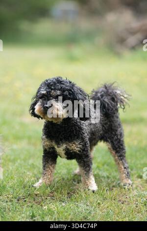 Lovely phantom black and tan moodle puppy on grass curly maltese cross ...
