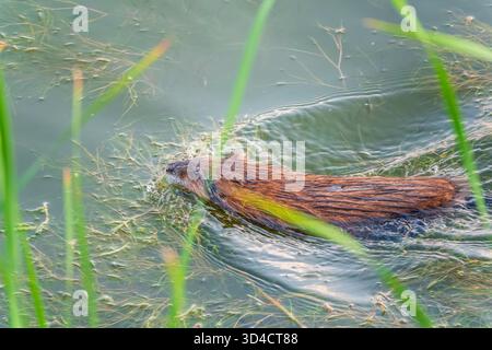 Muskrat, Ondatra zibethicuseats swiming at the surface of the lake ...