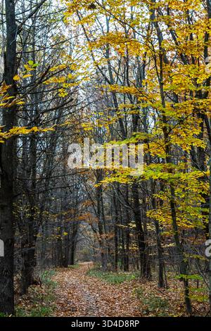 A forest ground filled with fallen leaves during the fall season Stock ...
