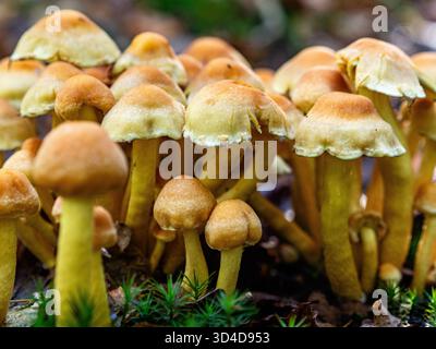 Ordinary Sulfur Head Fungi in a forest during fall Stock Photo - Alamy