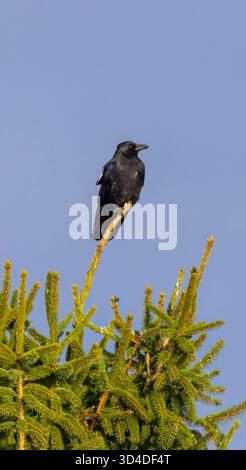 A raven perched on the top of a pine tree in a dense forest Stock Photo ...