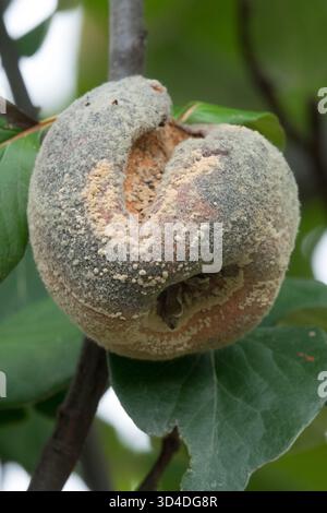 Rot Fruit Rotting Fruits Mold Disease, Cydonia oblonga Sick Ill Illness ...