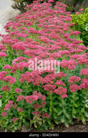 Sedum plant (sedum spectabile ) in flower pot. Autumn joy sedum Stock ...