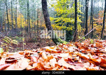 A beautiful shot of a mossy bright green forest Stock Photo - Alamy