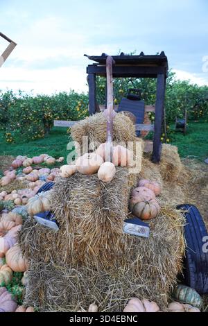 Pumpkins and a tractor in the garden Stock Photo - Alamy
