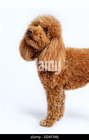 Cute small fluffy chocolate dog playing with toy Stock Photo - Alamy
