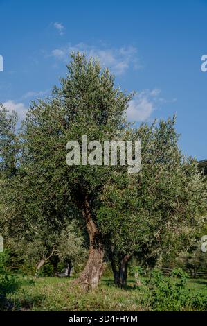 The olive tree is native to the Middle East and has been used as a food ...