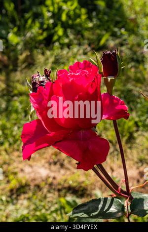 Vertical macro of unopened green rose buds with fine spiderwebs and a ...