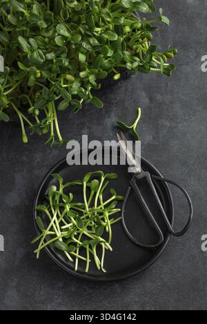 A top view of a sunflower bud Stock Photo - Alamy