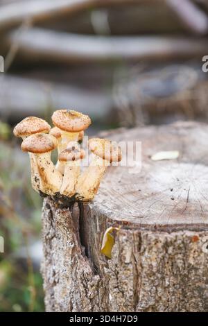 A vertical shot of Mushrooms growing on a mossy tree in a forest Stock ...