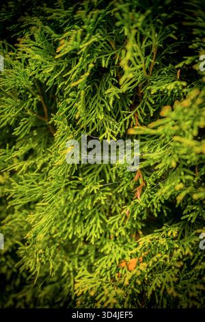 Close up of a delicate tree-like structure left behind on the beach ...