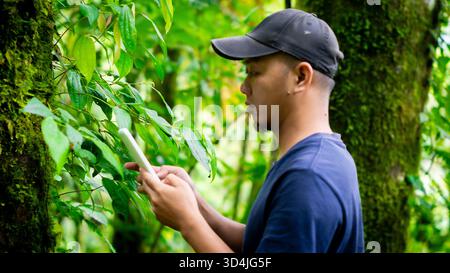 The farmer of Piper retrofractum (cabe jawa). Checking the plants on ...