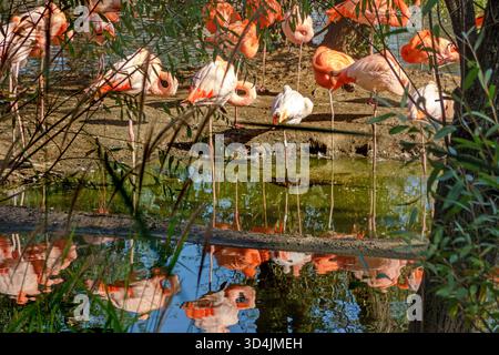 Moscow, Russia 30 September, 2025, Flamingo Birds. Pink and red ...