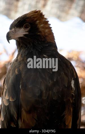 The black breasted buzzard is quite large with broad, rounded wings ...
