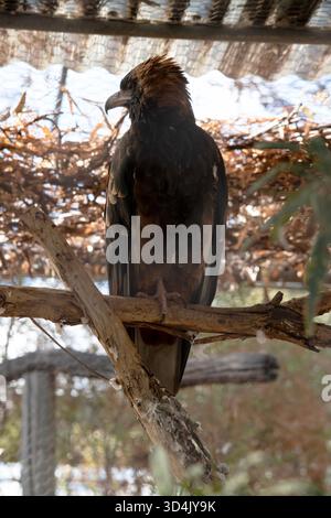 The black breasted buzzard is quite large with broad, rounded wings ...