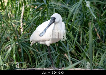 The royal spoonbill is a large white sea bird with a black bill that ...