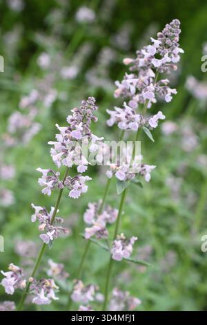 Nepeta racemosa 'Amelia', a hardy perennial catmint with pale pink ...