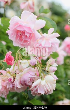 Close up of Rosa Close up of Rosa Felicia, a pink flowering shrub rose ...