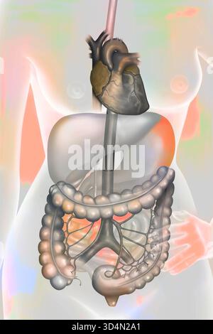 The colon and its vascularization Stock Photo - Alamy