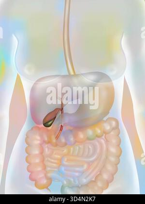 Illustration of pain in the gallbladder and bile ducts. The bile ducts ...