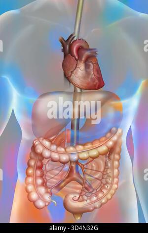 The colon and its vascularization Stock Photo - Alamy