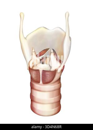 Anatomy of the larynx (posterior view Stock Photo - Alamy