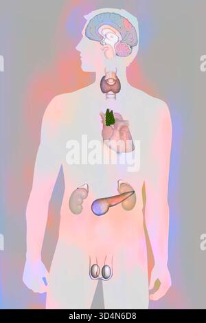 Male endocrine system: pineal gland, hypothalamus, pituitary gland ...