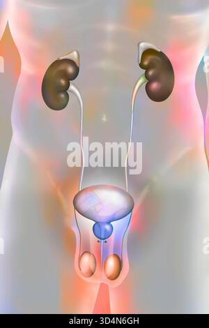 Illustration of bladder pathologies: cystitis, cancer, lithiasis Stock ...