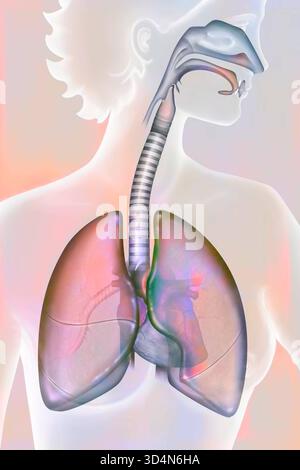 Anatomy of the airways Stock Photo - Alamy