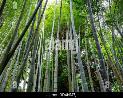 Bamboo forest in the Batumi Botanical Garden, Georgia Stock Photo - Alamy