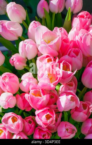 Detail of tulips with sunlight Stock Photo - Alamy