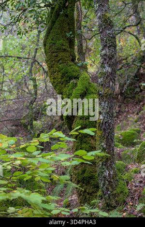 A vertical shot of a tree trunk covered in moss in a forest Stock Photo ...