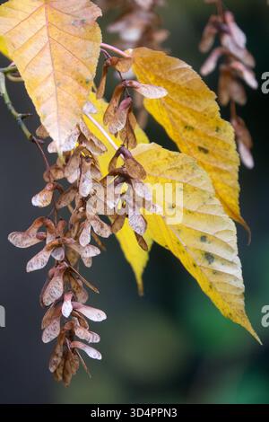 Maple branches with yellow leaves and seeds in autumn, in the light of ...