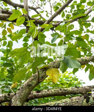 Kou Cordia subcordata flowering tree with orange flowers beach cordia ...