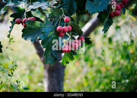 Mature hawthorn fruit hanging from branches in dense leaves. Natural ...
